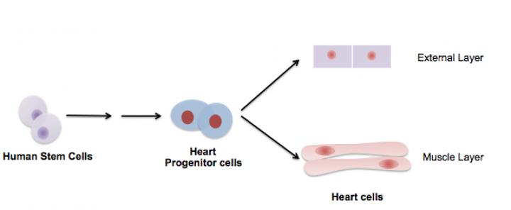 Cell Transformation [IMAGE] | EurekAlert! Science News Releases