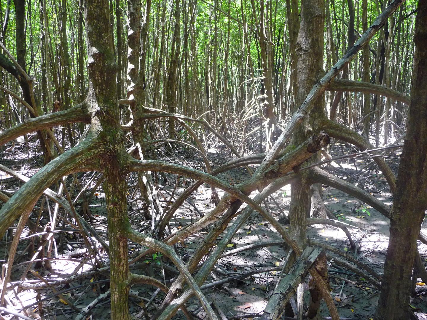 Revealed from Ancient Sediment: Mangrove Tole | EurekAlert!