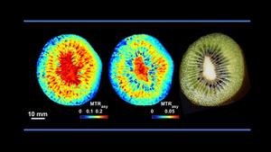 New milestone in plant magnetic resonance ima | EurekAlert!