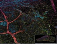 Mouse 3D Adult Neural Stem Cel [IMAGE] | EurekAlert! Science News Releases