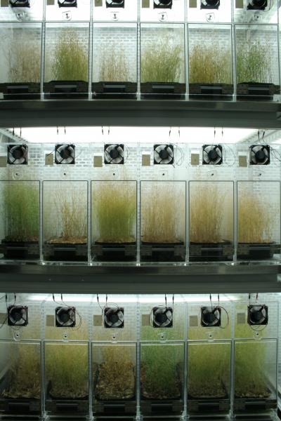 Insects Drive Rapid Evolution [IMAGE] | EurekAlert! Science News Releases