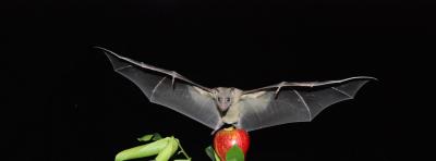 Mental Maps in Bats and Rats (3 of 6) | EurekAlert!