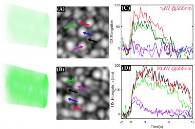 Light Stimulation Images [IMAGE] | EurekAlert! Science News Releases