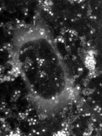 It's the water | EurekAlert!