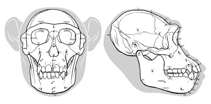Ancient Hominid Reconstruction [IMAGE] | EurekAlert! Science News Releases