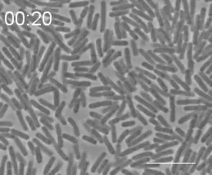 Bacteria form glasslike state | EurekAlert!