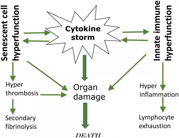 Figure 1 [IMAGE] | EurekAlert! Science News Releases