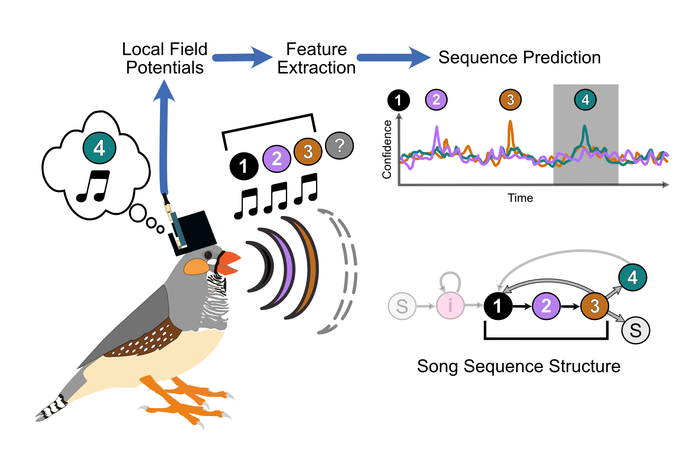 Decoding birds’ brain signals into syllables | EurekAlert!