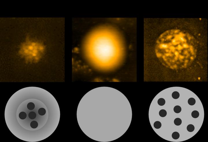 Image of 3 Types of Microgels [IMAGE] | EurekAlert! Science News Releases