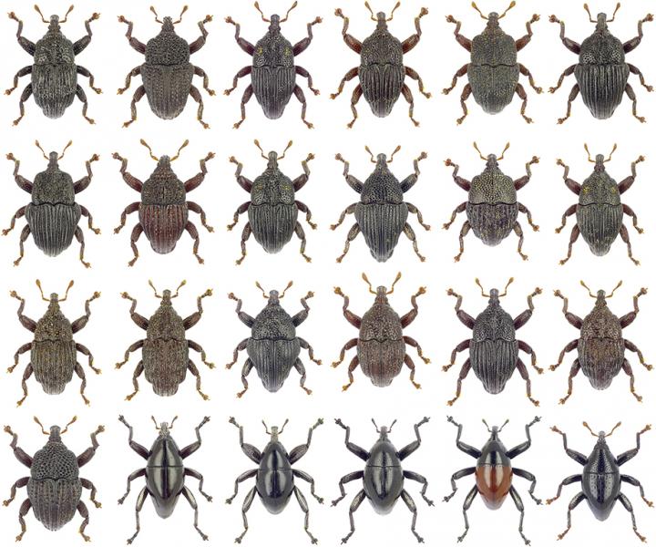 Twenty-Four New Beetle Species [IMAGE] | EurekAlert! Science News Releases