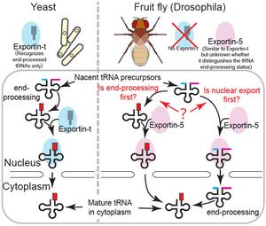 Uncovering the unique roles of Exportin-5 in | EurekAlert!