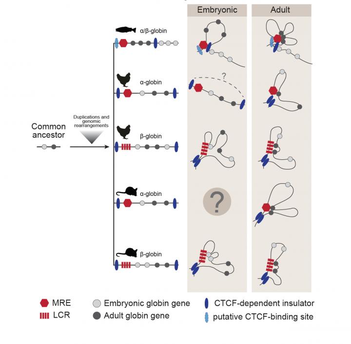 Globin Gene Globules [IMAGE] | EurekAlert! Science News Releases