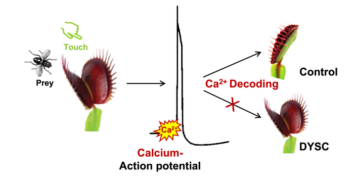 Venus flytrap mutant DYSCALCUL [IMAGE] | EurekAlert! Science News Releases