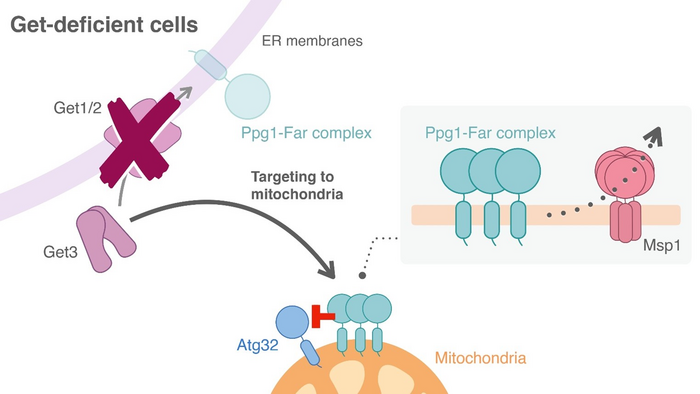 Fig. 3 [IMAGE] | EurekAlert! Science News Releases