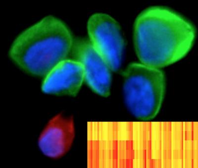 Single Cell Protein Scanner Co [IMAGE] | EurekAlert! Science News Releases