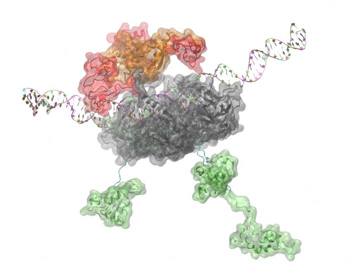 Tumor Protein 53 Binding to DN [IMAGE] | EurekAlert! Science News Releases