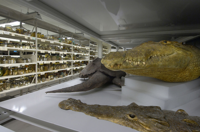 Field Museum reptile collectio [IMAGE] | EurekAlert! Science News Releases