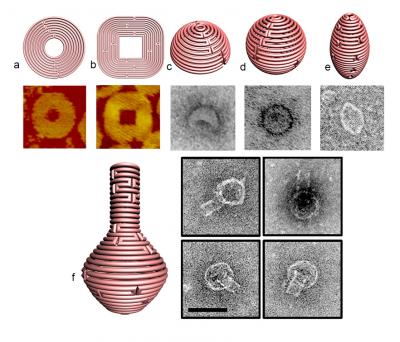 Folding DNA Into Twisty, Curvy [IMAGE] | EurekAlert! Science News Releases