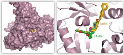 Jarin [IMAGE] | EurekAlert! Science News Releases