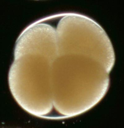 Four-cell Embryo [IMAGE] | EurekAlert! Science News Releases