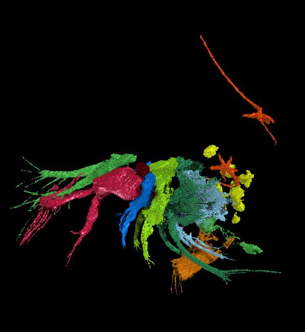 Tongue Worm and Host Animal wi [IMAGE] | EurekAlert! Science News Releases