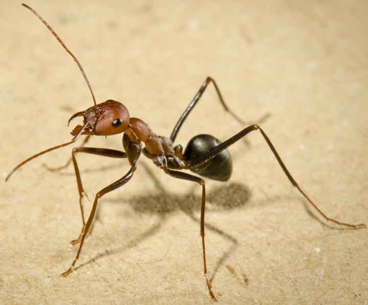 Forager Ant [IMAGE] | EurekAlert! Science News Releases