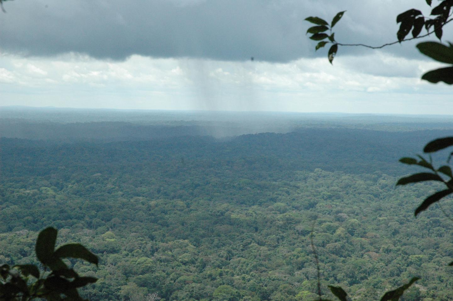Rainforest in Gabon [IMAGE] | EurekAlert! Science News Releases