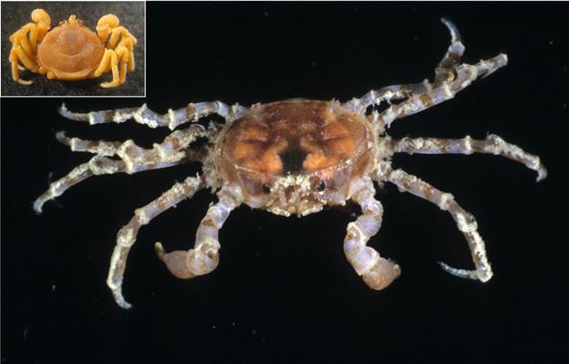 Brachyuran Crab Halicarcinu [IMAGE] | EurekAlert! Science News Releases