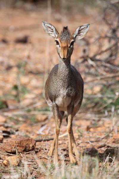 Understanding Why Male Mammals Choose Monogam | EurekAlert!