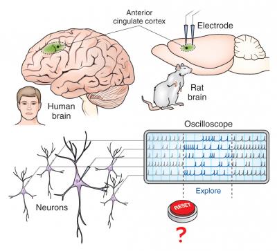 The Neurons Behind Changing Your Mind? (2 of | EurekAlert!