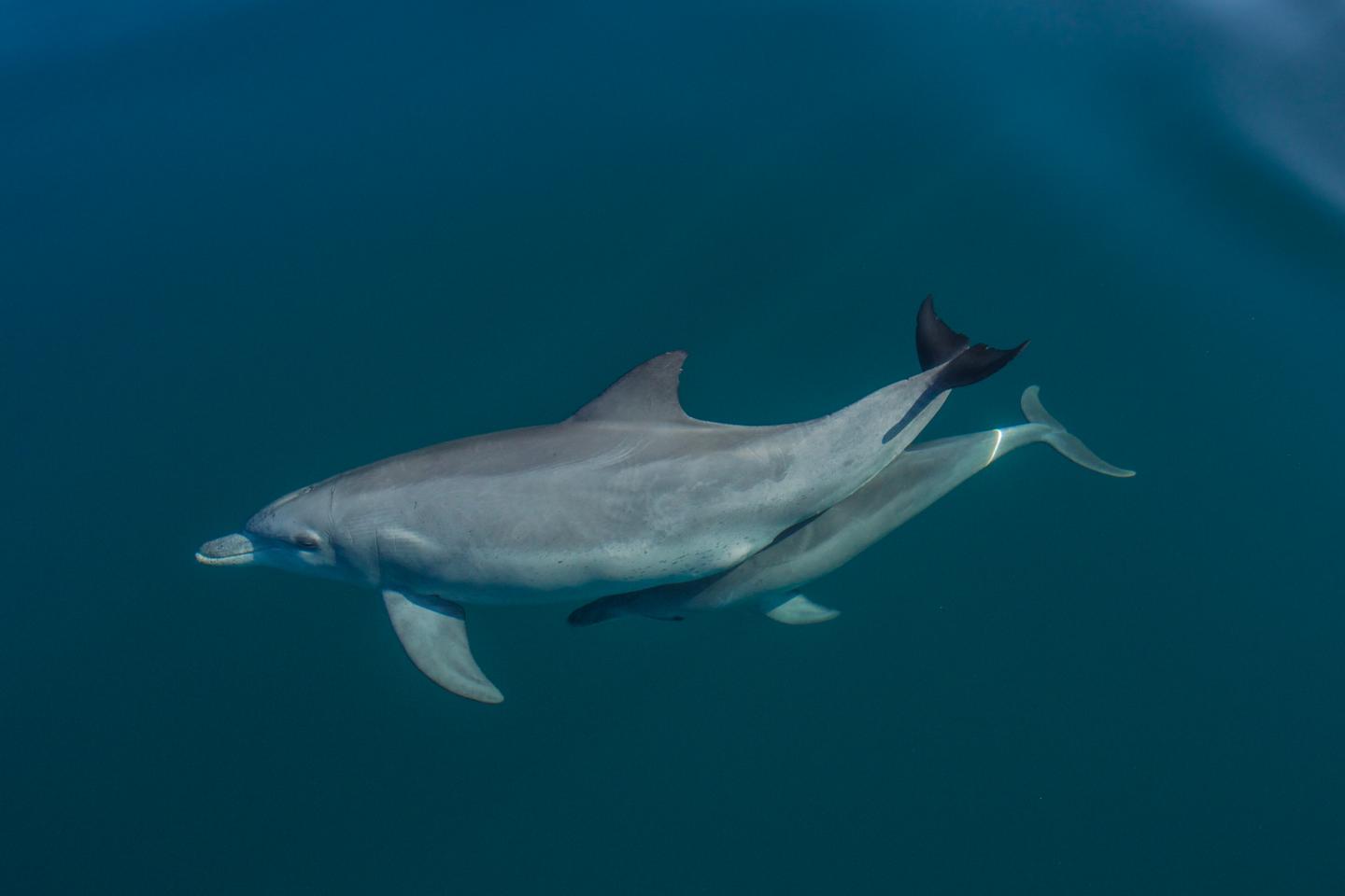 Dolphin Mother and Calf [IMAGE] | EurekAlert! Science News Releases
