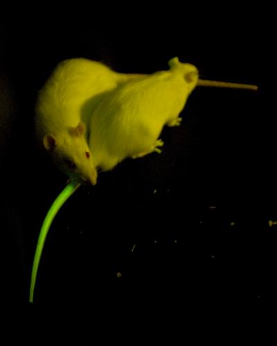 Custom-made, Genetically Modified Rats | EurekAlert!