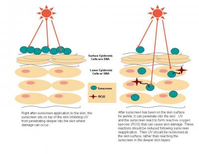 UV Filters and Sunscreen [IMAGE] | EurekAlert! Science News Releases