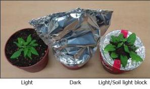 Plant Roots Sense Light, Thanks to Fiber Opti | EurekAlert!