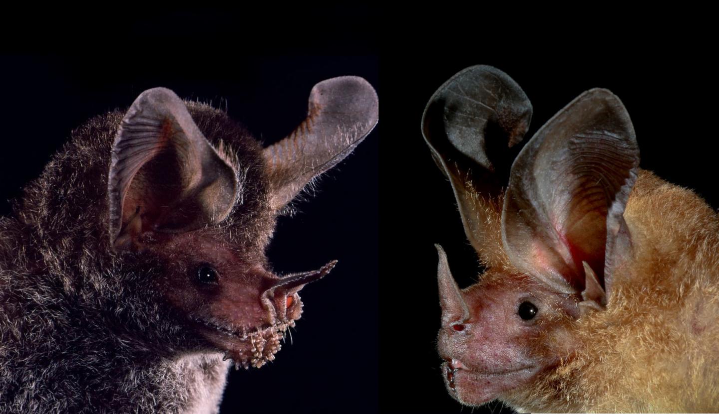 Predators learn to identify prey from other s | EurekAlert!