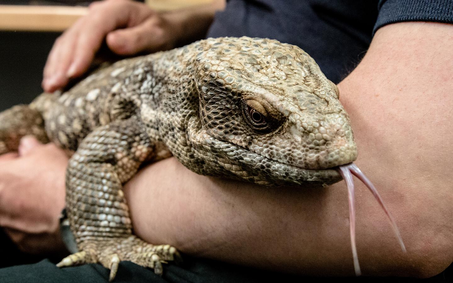 Bosc's Monitor [IMAGE] | EurekAlert! Science News Releases