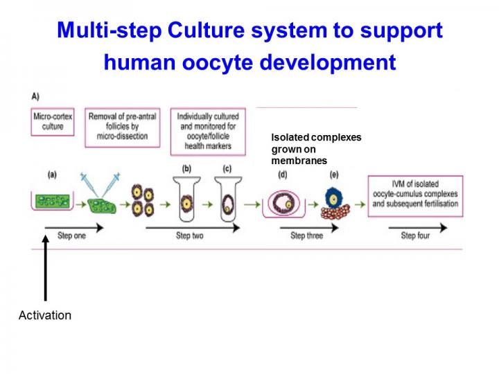 Schematic Image of Human Egg D [IMAGE] | EurekAlert! Science News Releases