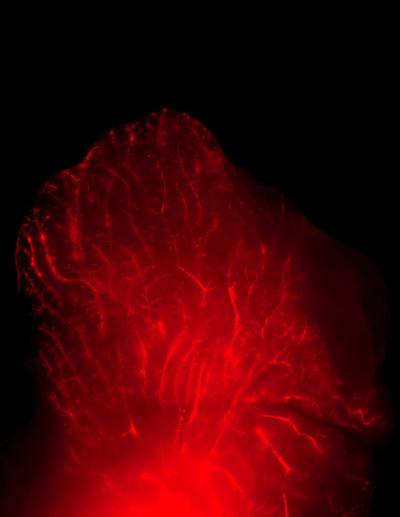 Duct Delivery [IMAGE] | EurekAlert! Science News Releases