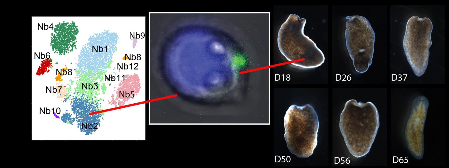 Isolated Adult Pluripotent Ste [IMAGE] | EurekAlert! Science News Releases