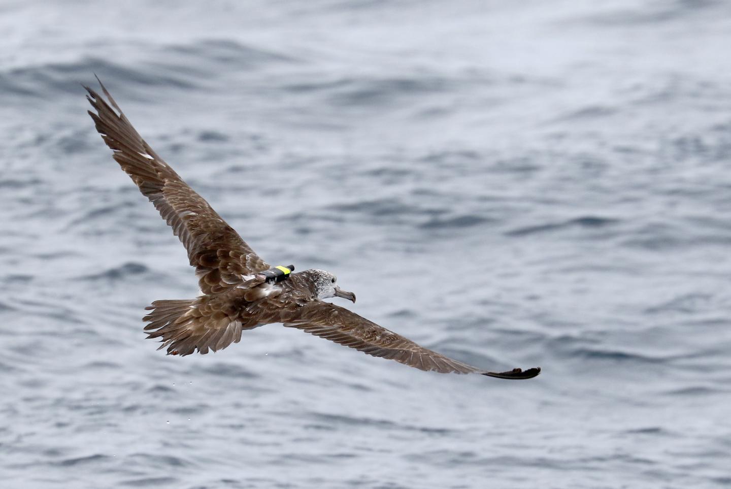 An 'Internal GPS' Helps Seabirds Find Home (2 | EurekAlert!