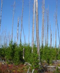 Tree planting and carbon sequestration in US | EurekAlert!