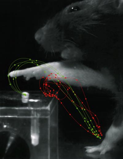 Therapy Restores Motor Control in Rats after | EurekAlert!