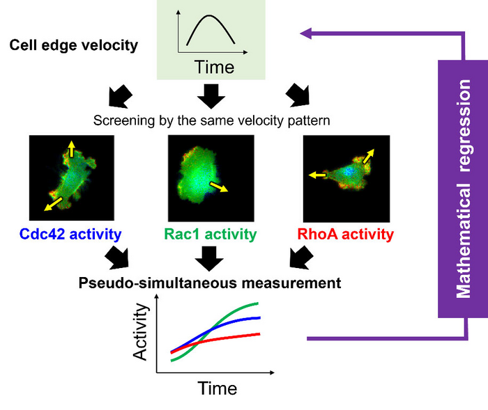 Miracle math determines the dynamically coord | EurekAlert!