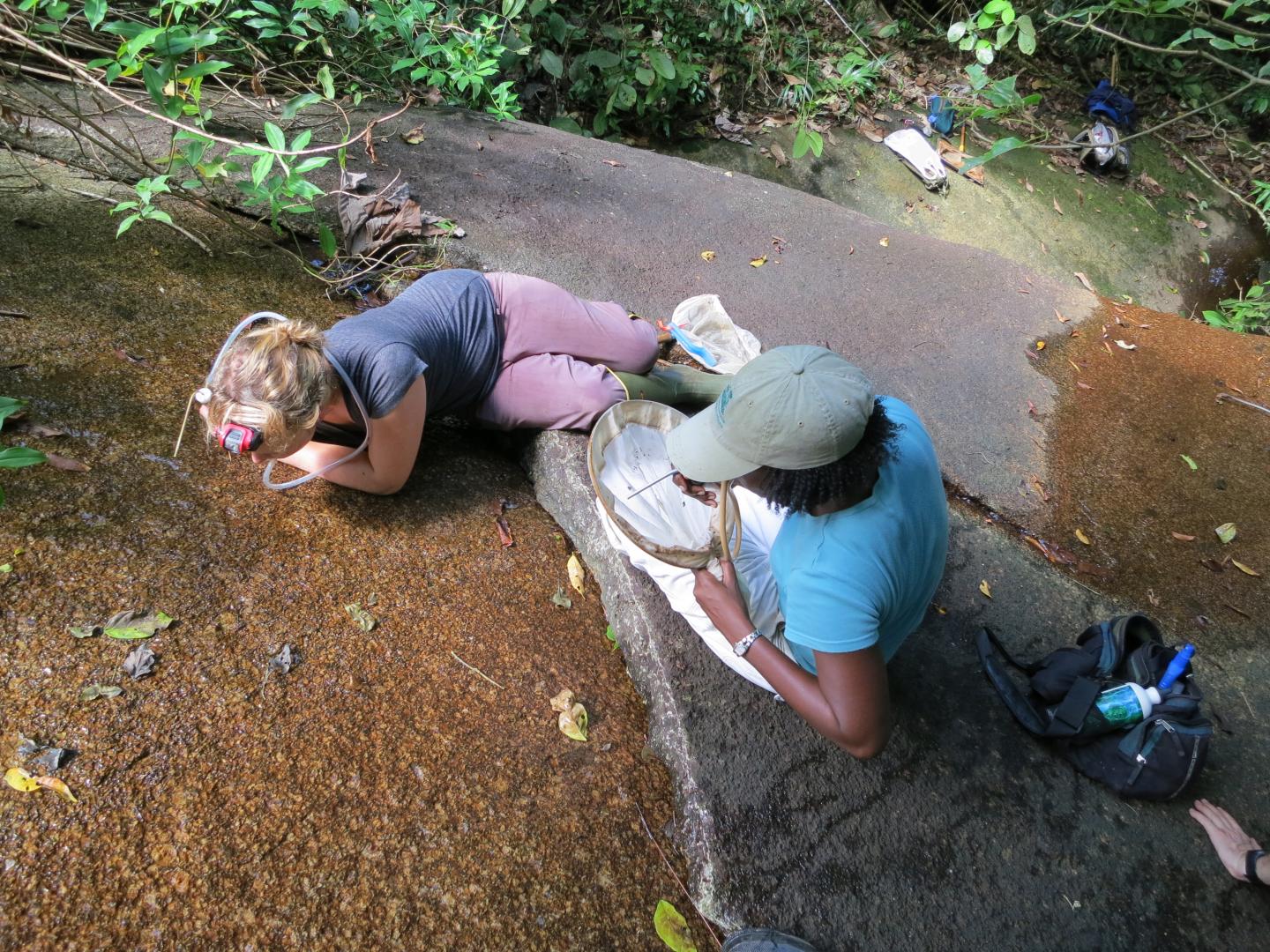 Researching in Suriname [IMAGE] | EurekAlert! Science News Releases