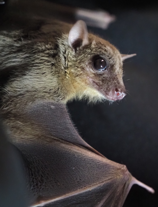 Bat study reveals secrets of the social brain | EurekAlert!