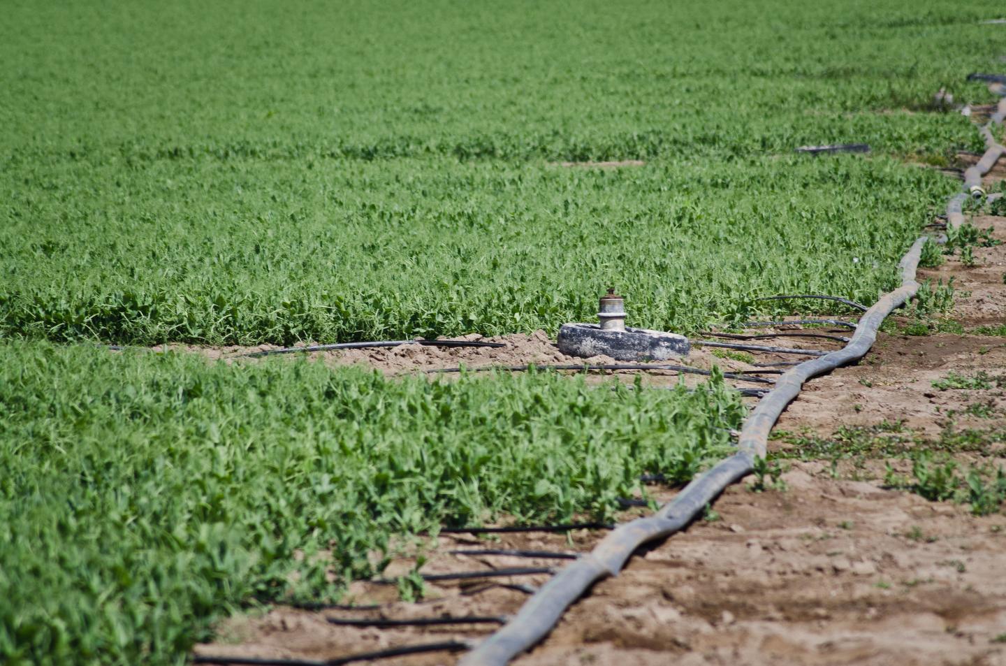 Irrigation [IMAGE] | EurekAlert! Science News Releases