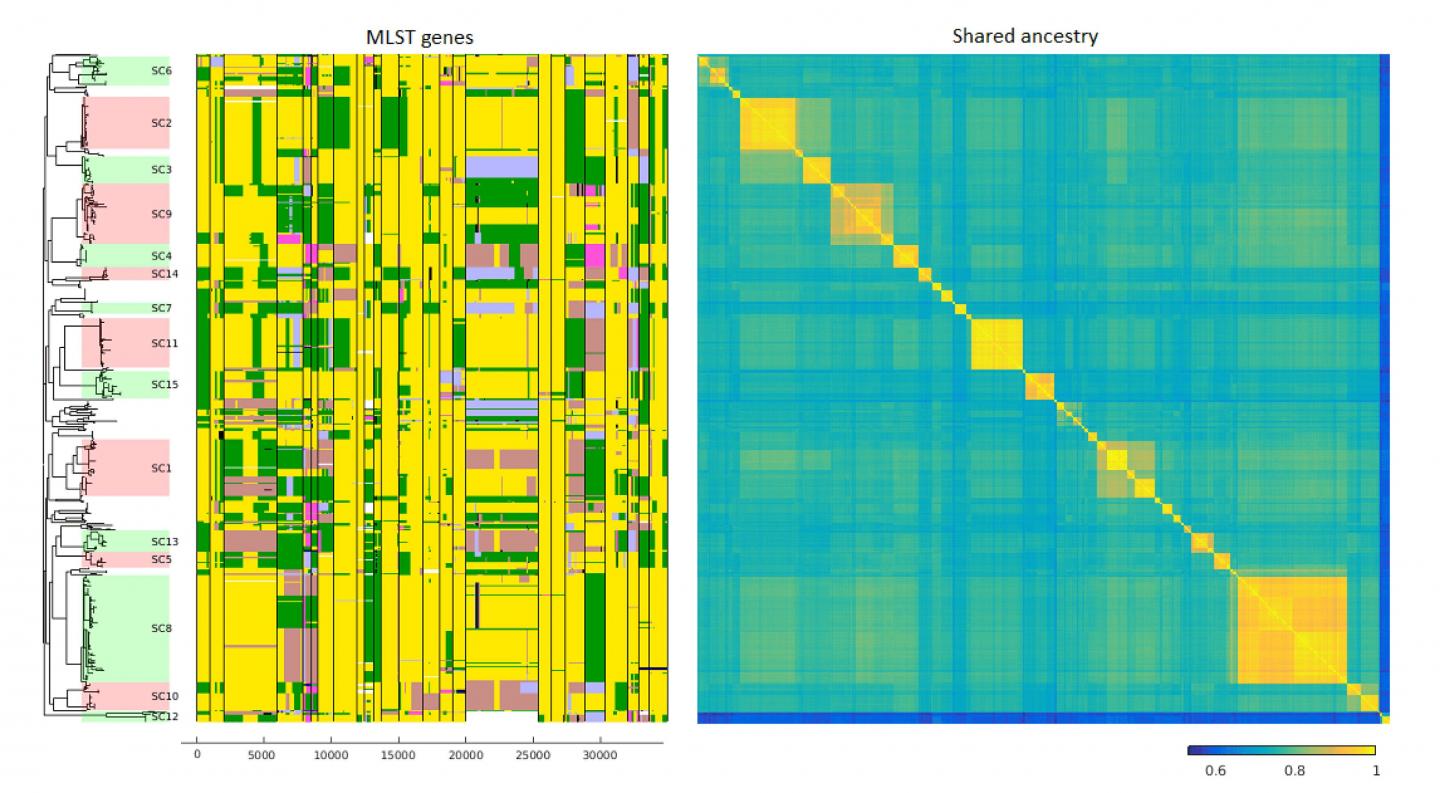 Gene Transfers between Differe [IMAGE] | EurekAlert! Science News Releases