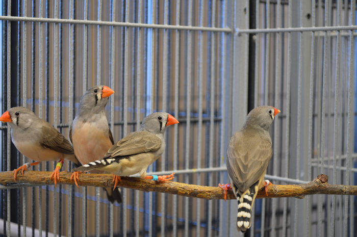 Zebra finches [IMAGE] | EurekAlert! Science News Releases