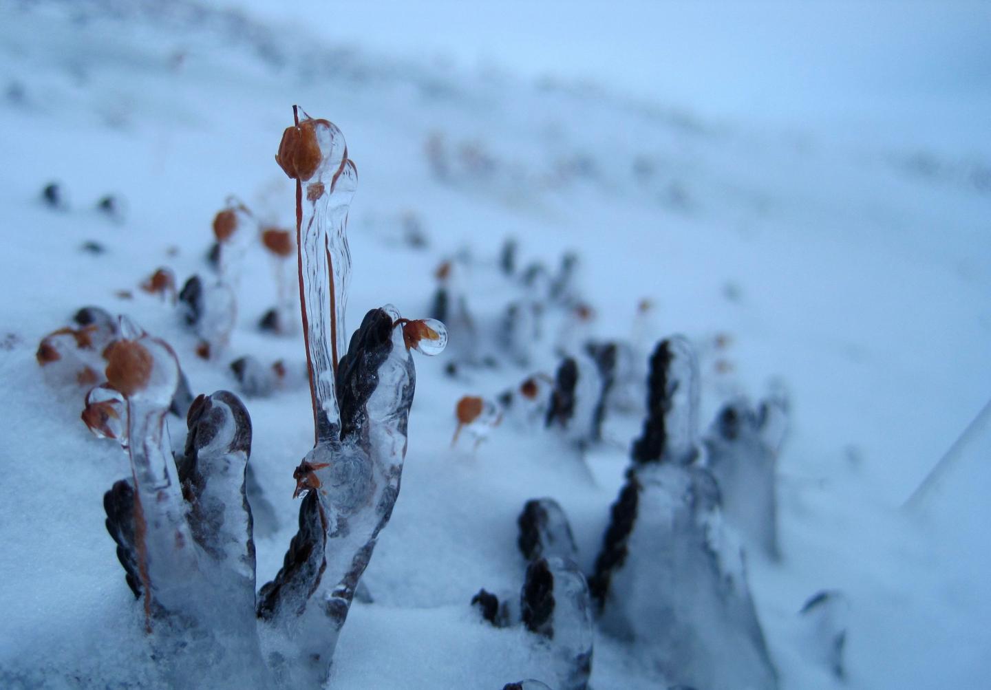 Arctic Plants [IMAGE] | EurekAlert! Science News Releases