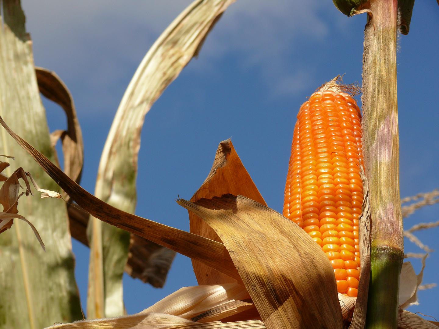 Orange Corn Can Help Prevent C [IMAGE] | EurekAlert! Science News Releases